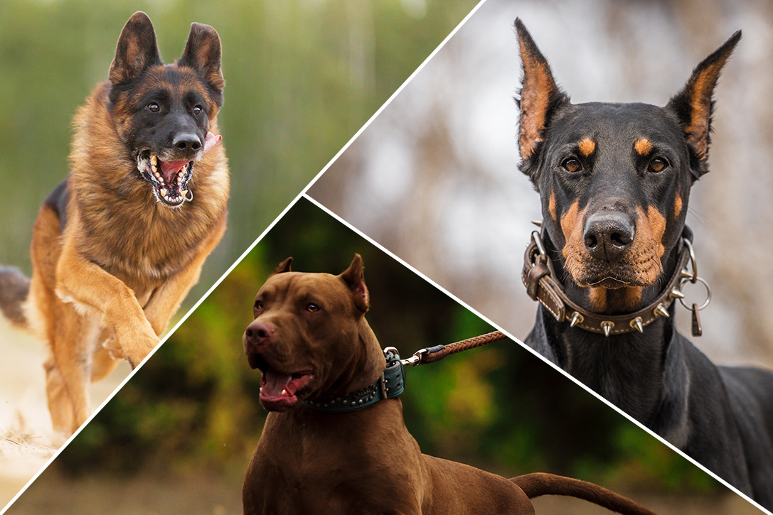 Best attack dogs store